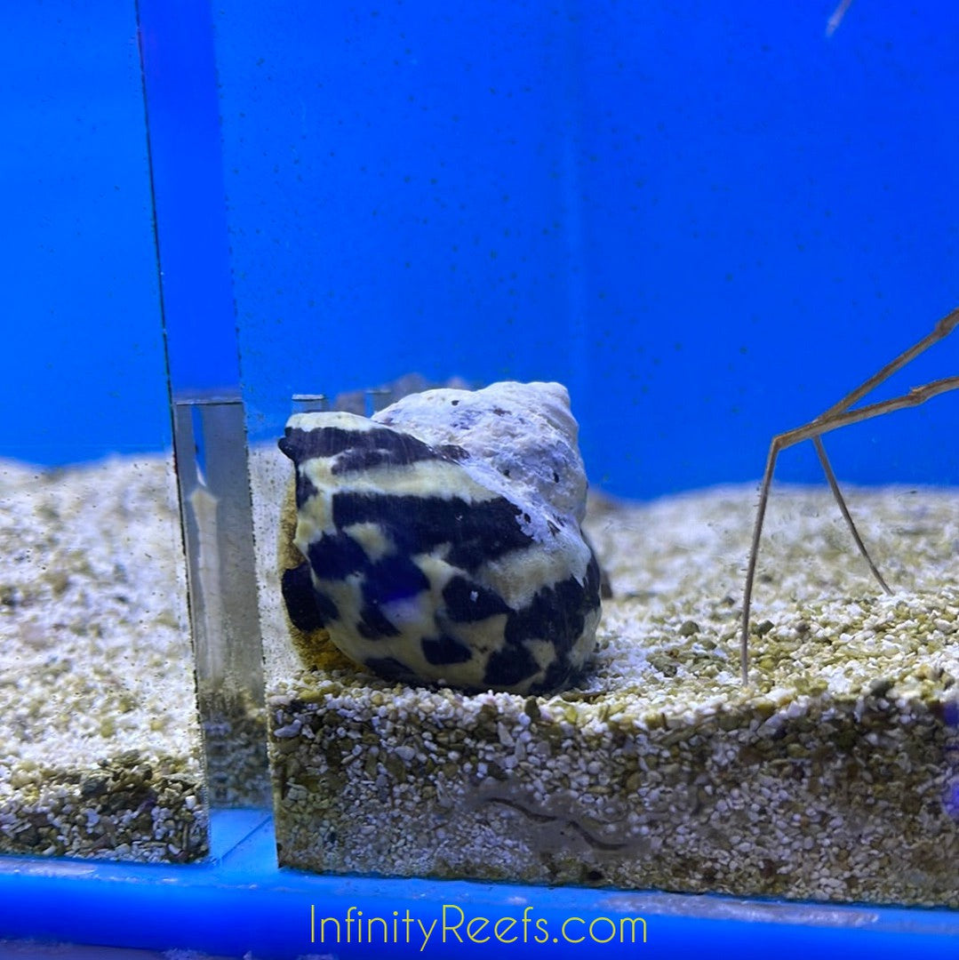 Zebra Turbo Snail (Belize) | Infinity Reefs