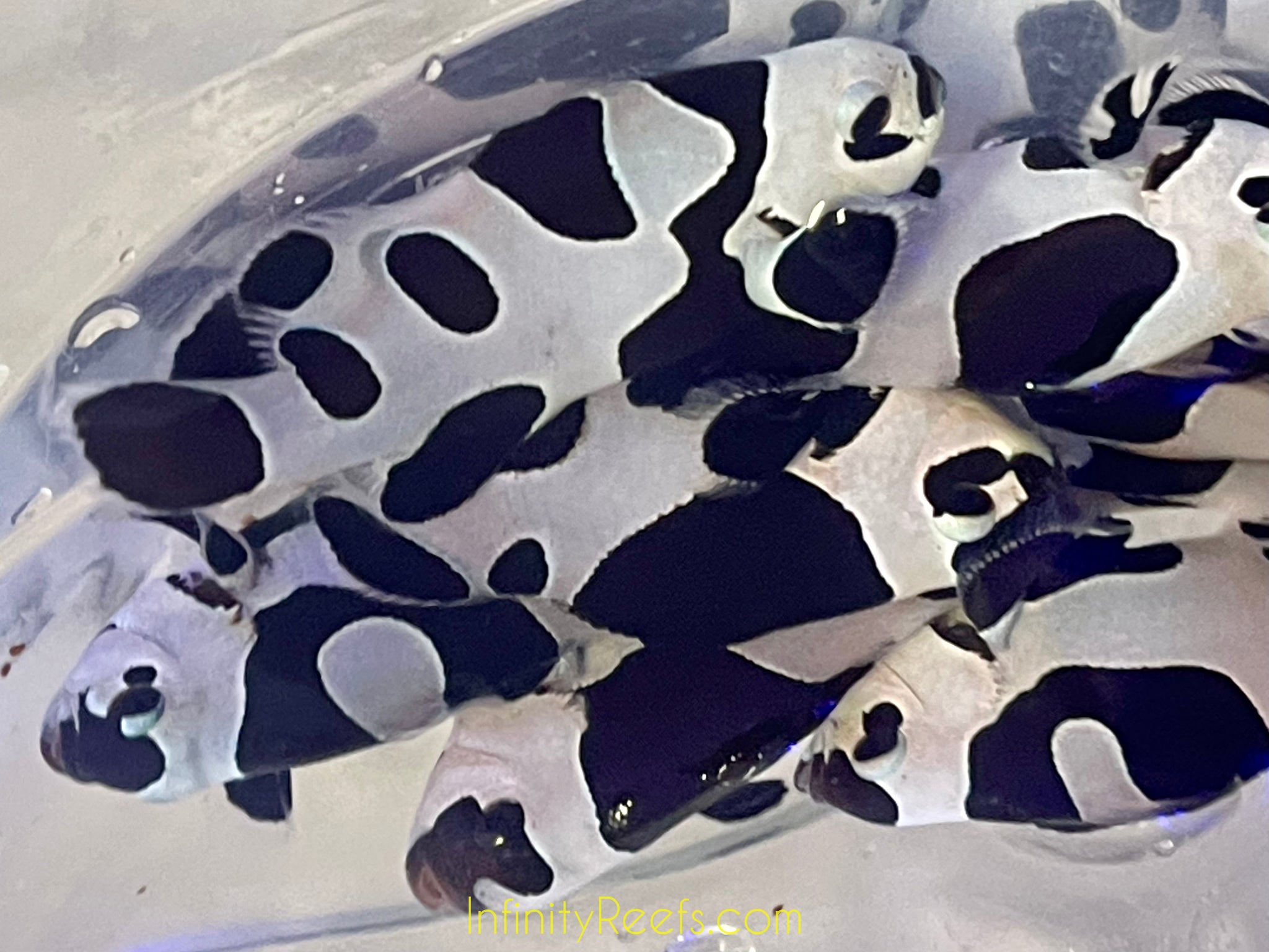 Black Storm Clowns Pair - assorted | Infinity Reefs