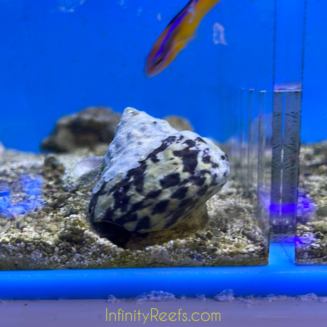 Zebra Turbo Snail (Belize) | Infinity Reefs