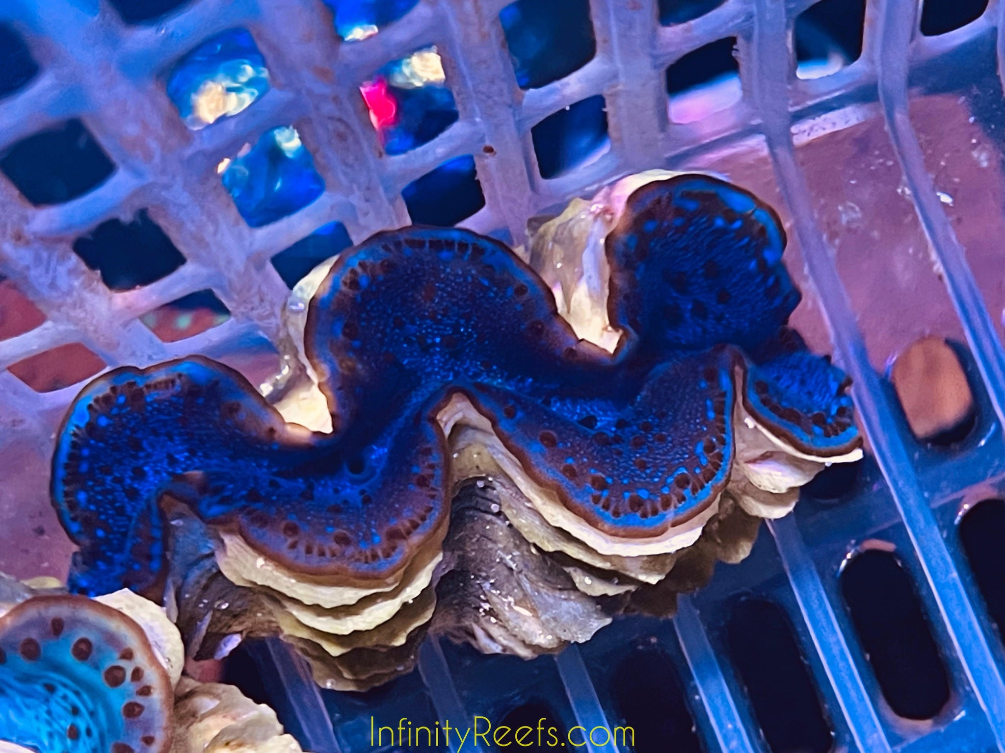 Red Sea Aquaculture Maxima Clams 3” | Infinity Reefs