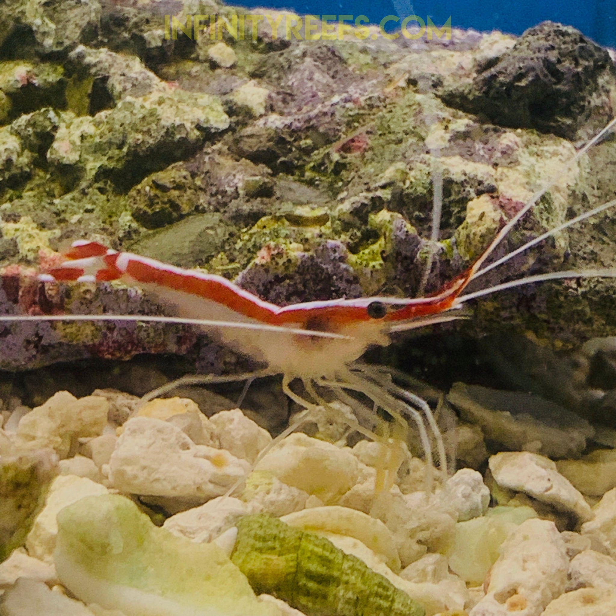 Skunk Cleaner Shrimp | Infinity Reefs